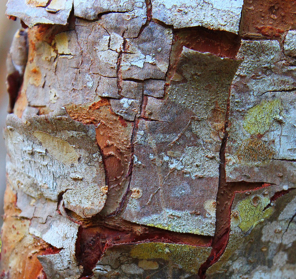 Stormwater Management: Lessons from Our Forests | Sightline Institute