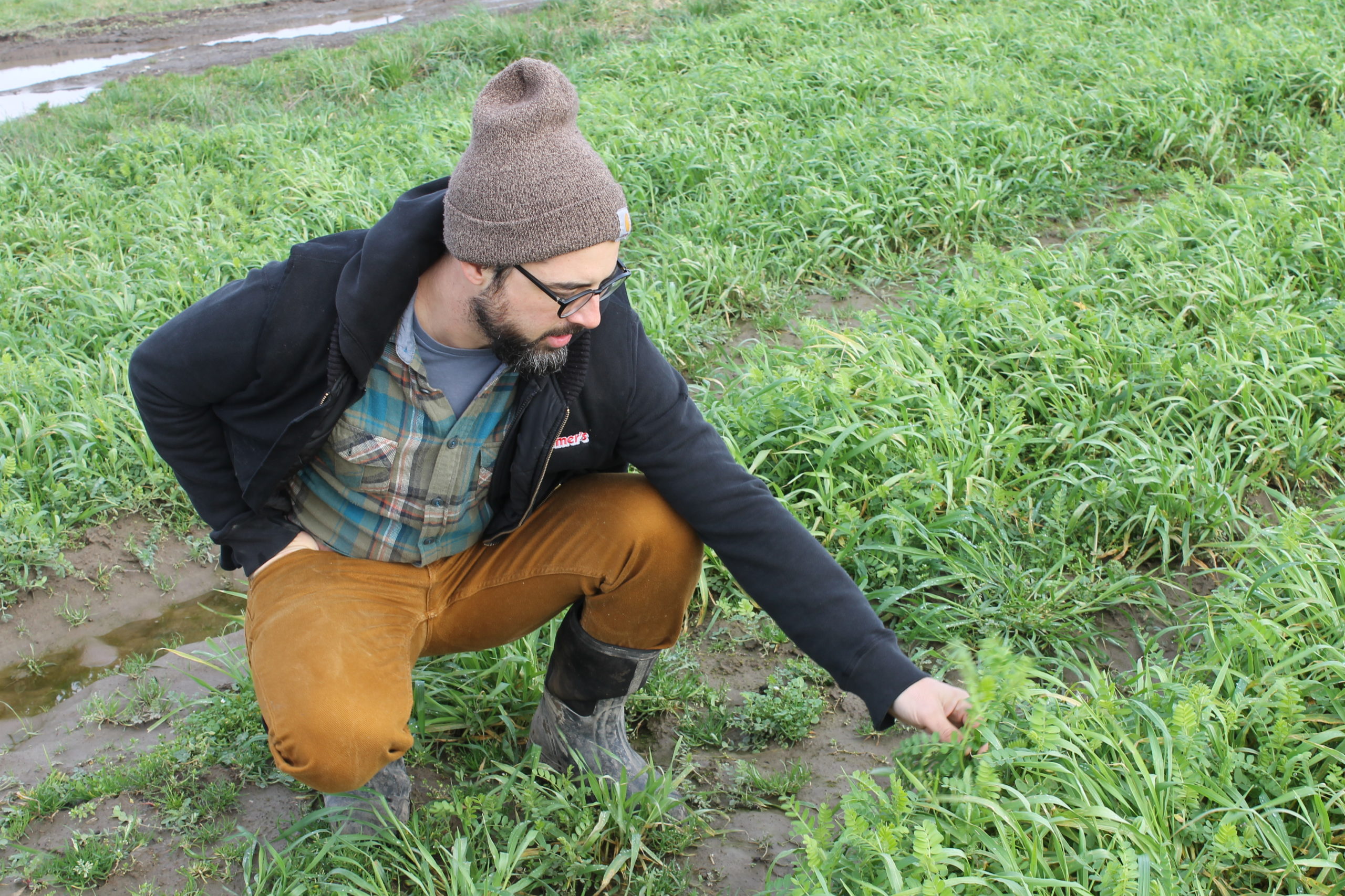 Cover Crops: Let's Pay Farmers to Protect Our Water | Sightline Institute