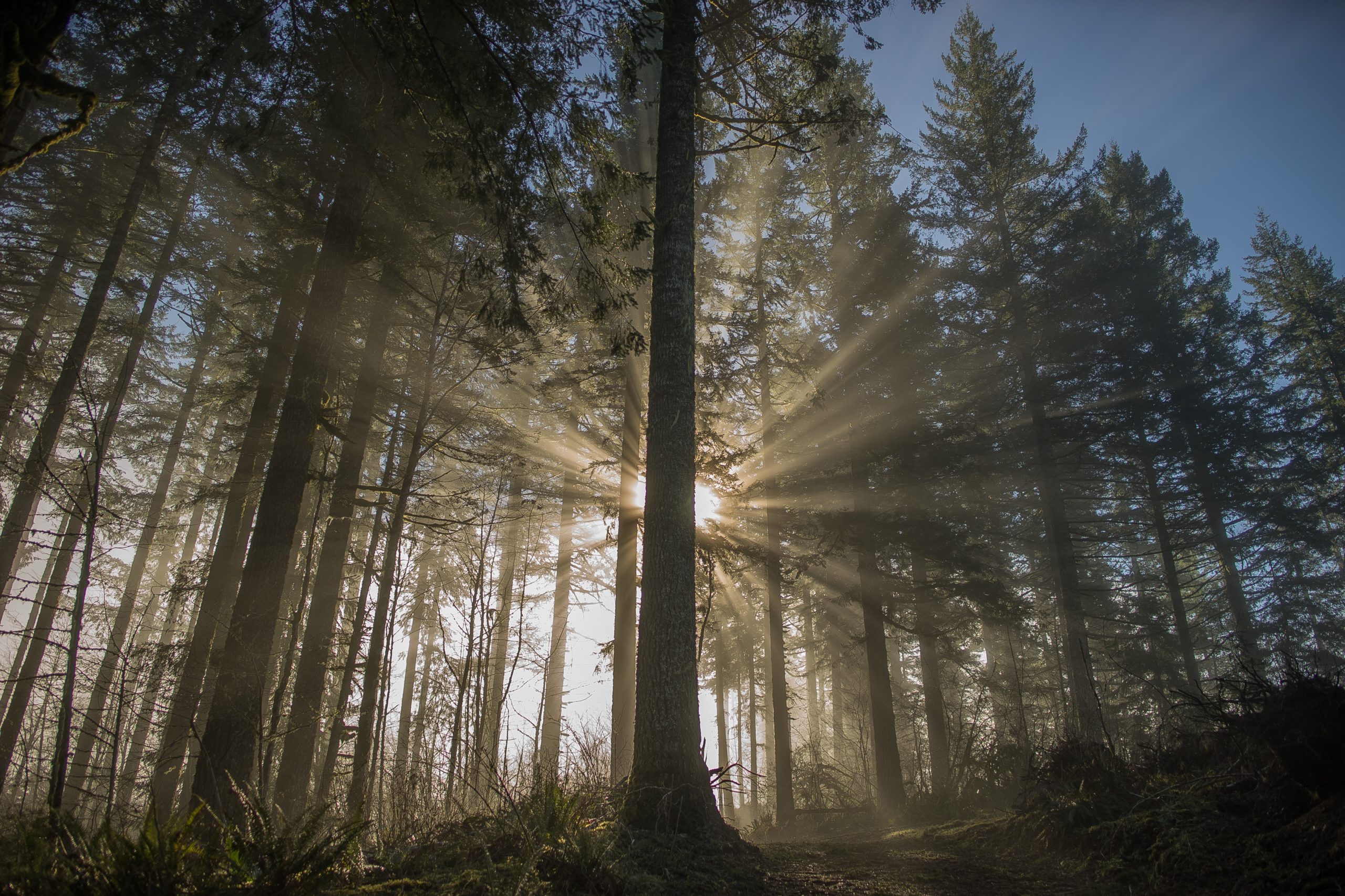 Long Rotations for Cascadian Forests | Sightline Institute